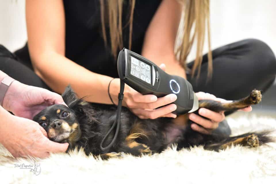 CS-Pro VET - Curative Sound | ESWT for Companion Animals and Equine