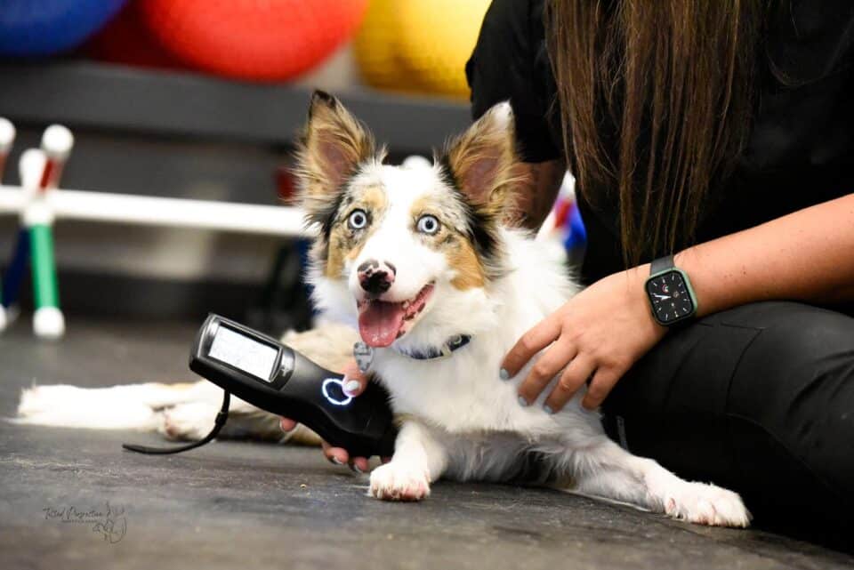 CS-Pro VET - Curative Sound | ESWT for Companion Animals and Equine
