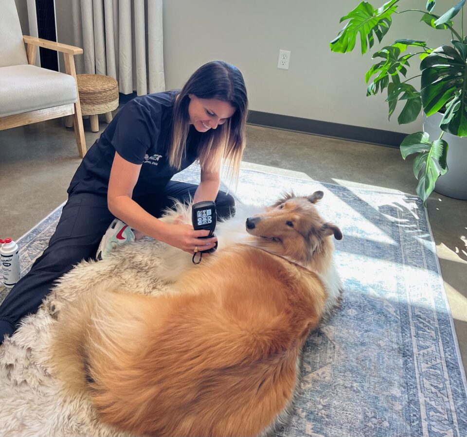 CS-Pro VET - Curative Sound | ESWT for Companion Animals and Equine